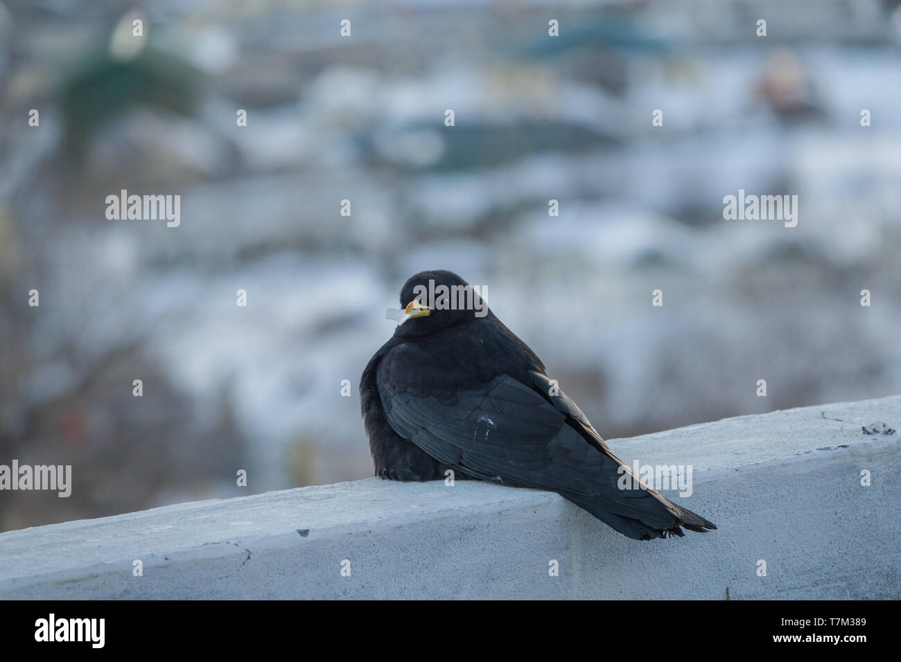 The Alpine chough or yellow-billed chough (Pyrrhocorax graculus) is a ...