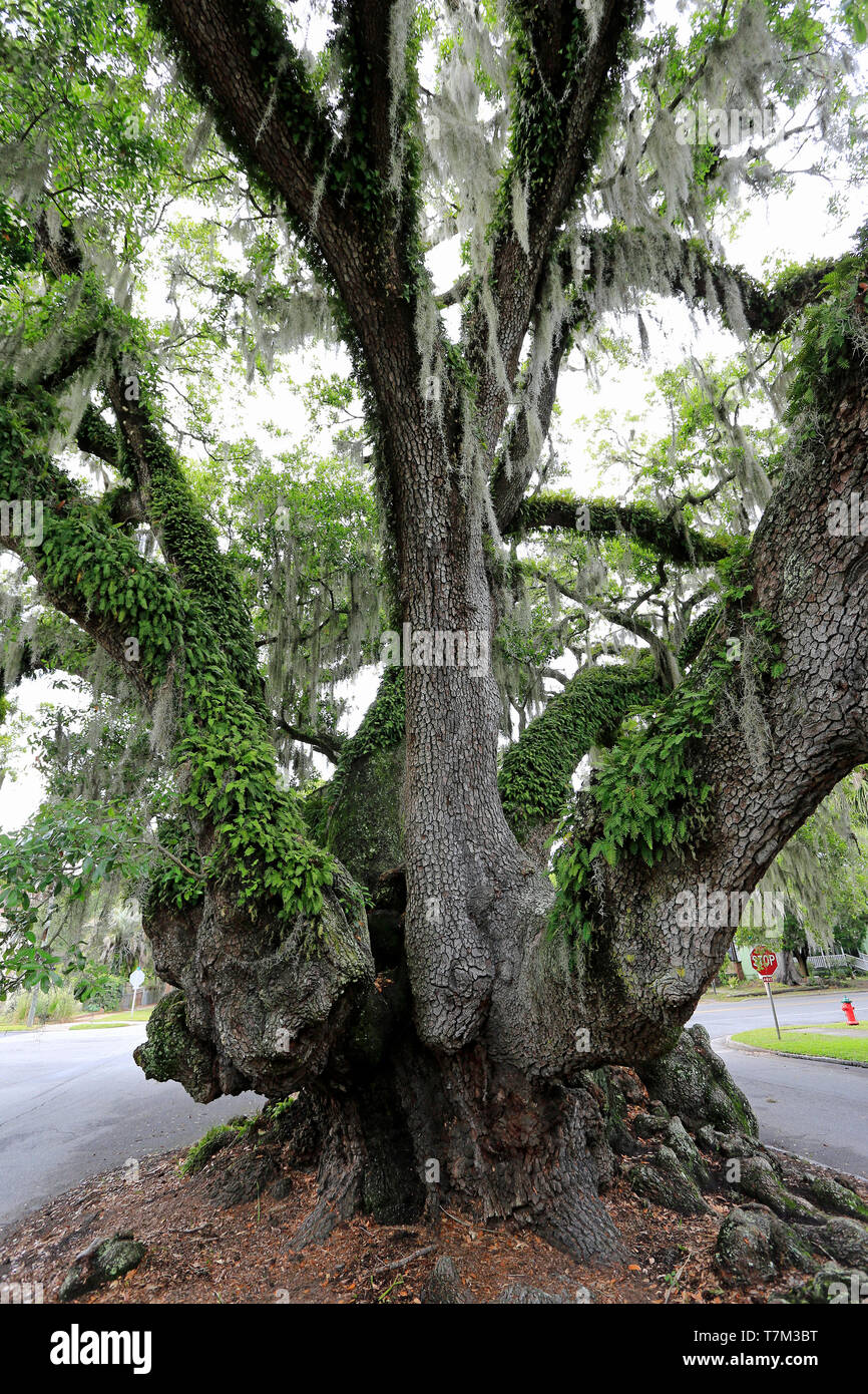 Oldest live oak hi-res stock photography and images - Alamy