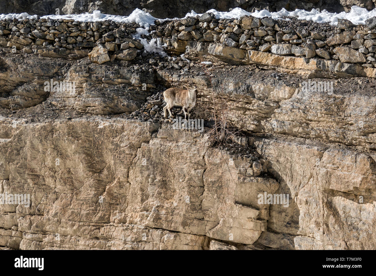 Backward sweeping horns hi-res stock photography and images - Alamy