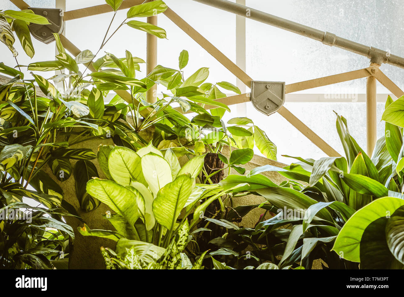 Tropical greenhouse glasshouse sunny interior full of lush green plants ...