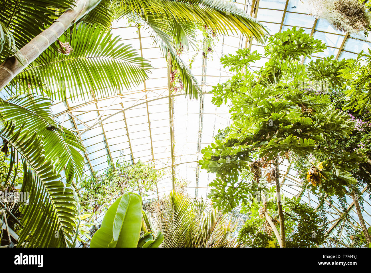 Tropical greenhouse glasshouse sunny interior full of lush green plants ...