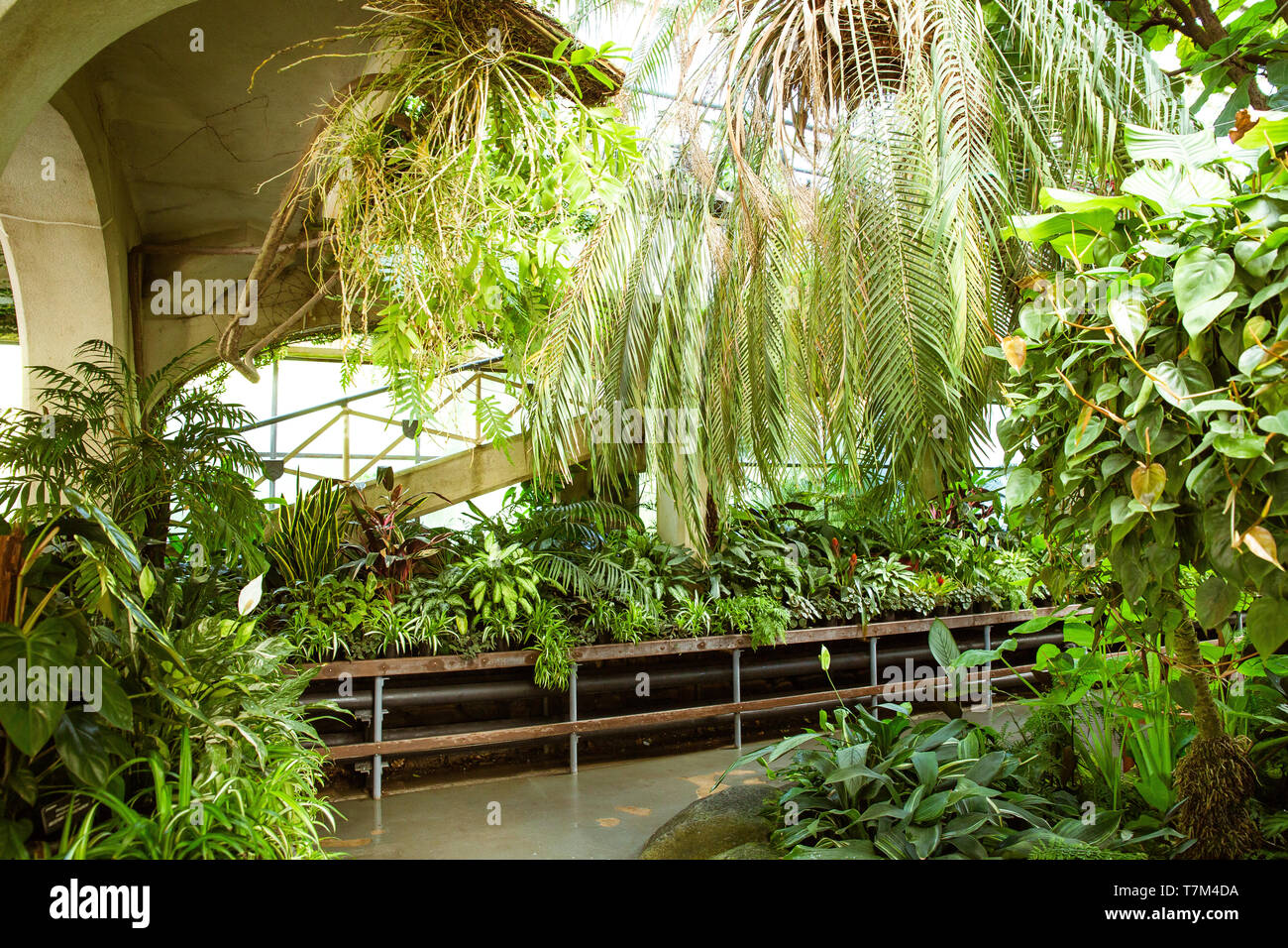 Tropical greenhouse glasshouse sunny interior full of lush green plants ...