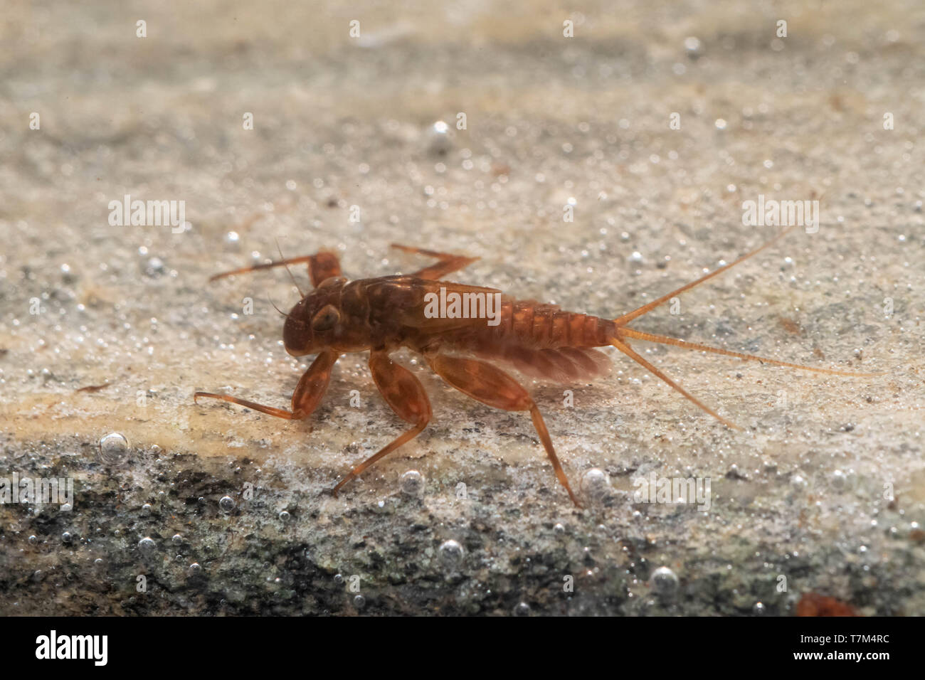 Mayfly larvae hi-res stock photography and images - Alamy