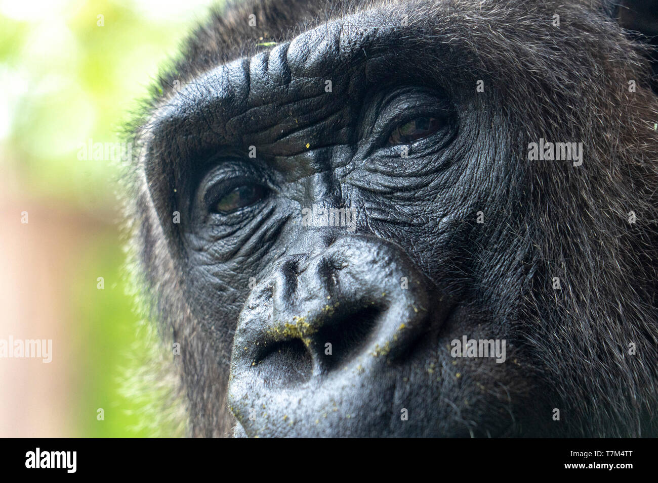 gorilla eyes close up detail looking at you Stock Photo - Alamy