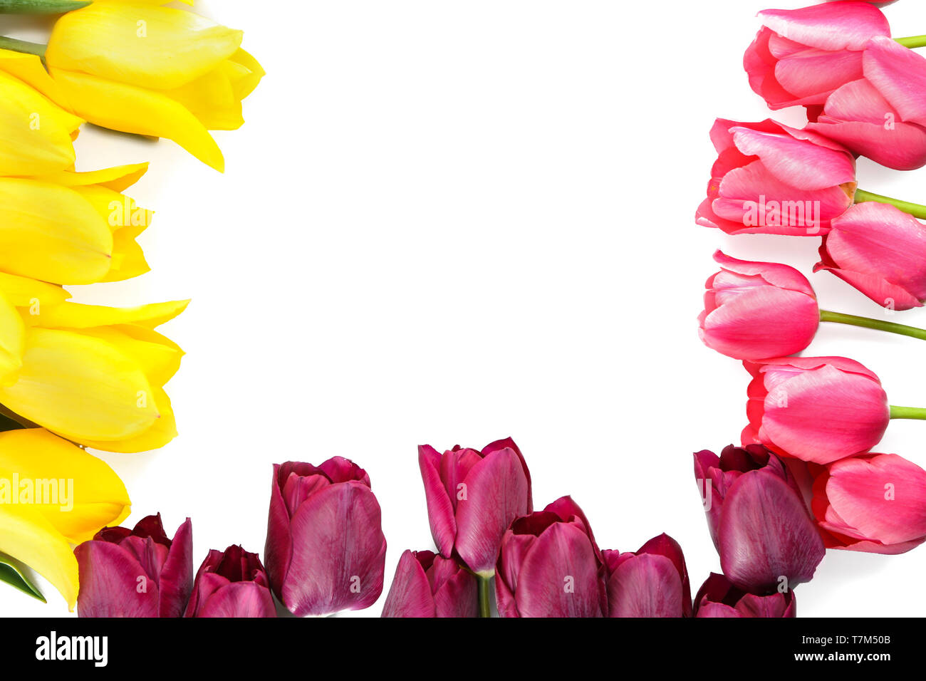 Frame made of beautiful tulips on white background Stock Photo - Alamy
