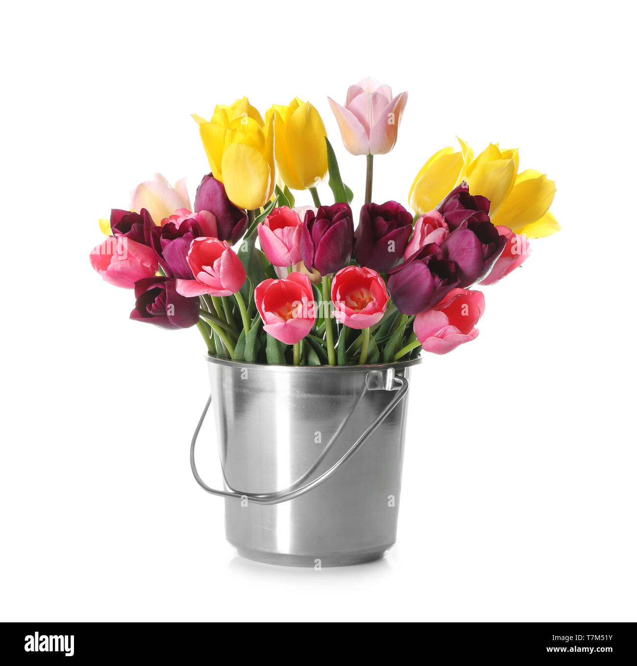 Bucket with beautiful tulips on white background Stock Photo - Alamy