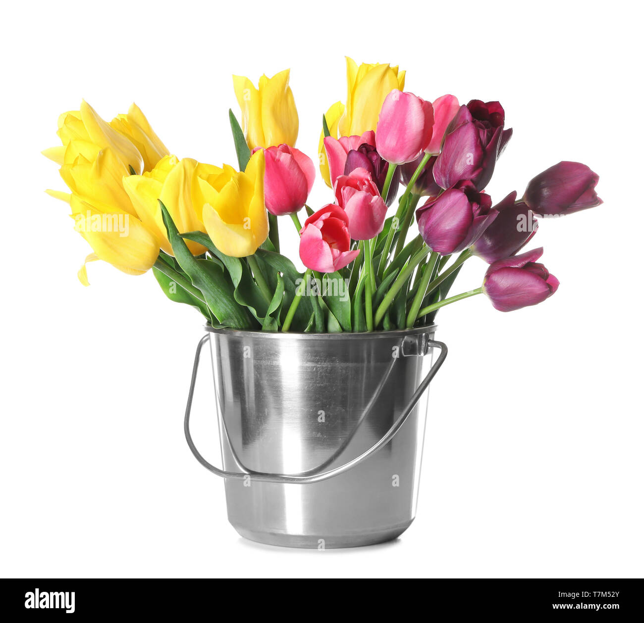 Bucket with beautiful tulips on white background Stock Photo - Alamy