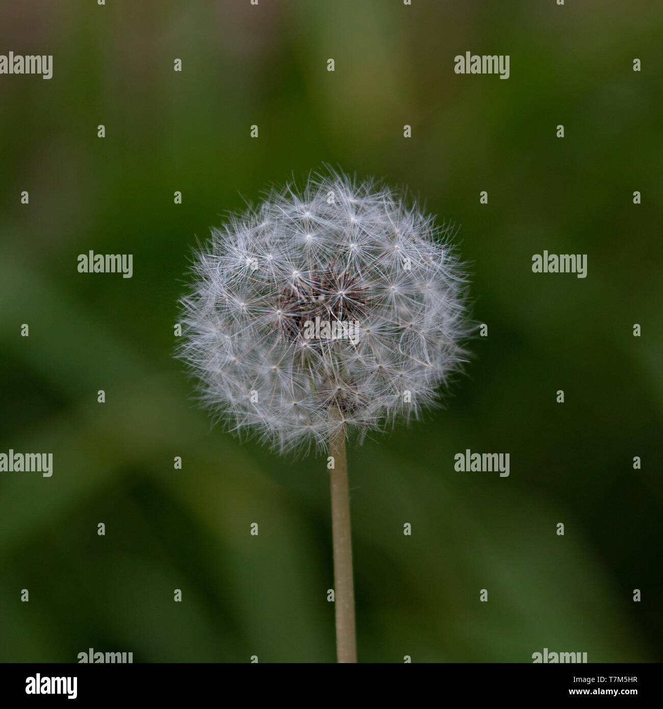 Dead dandelion hi-res stock photography and images - Alamy