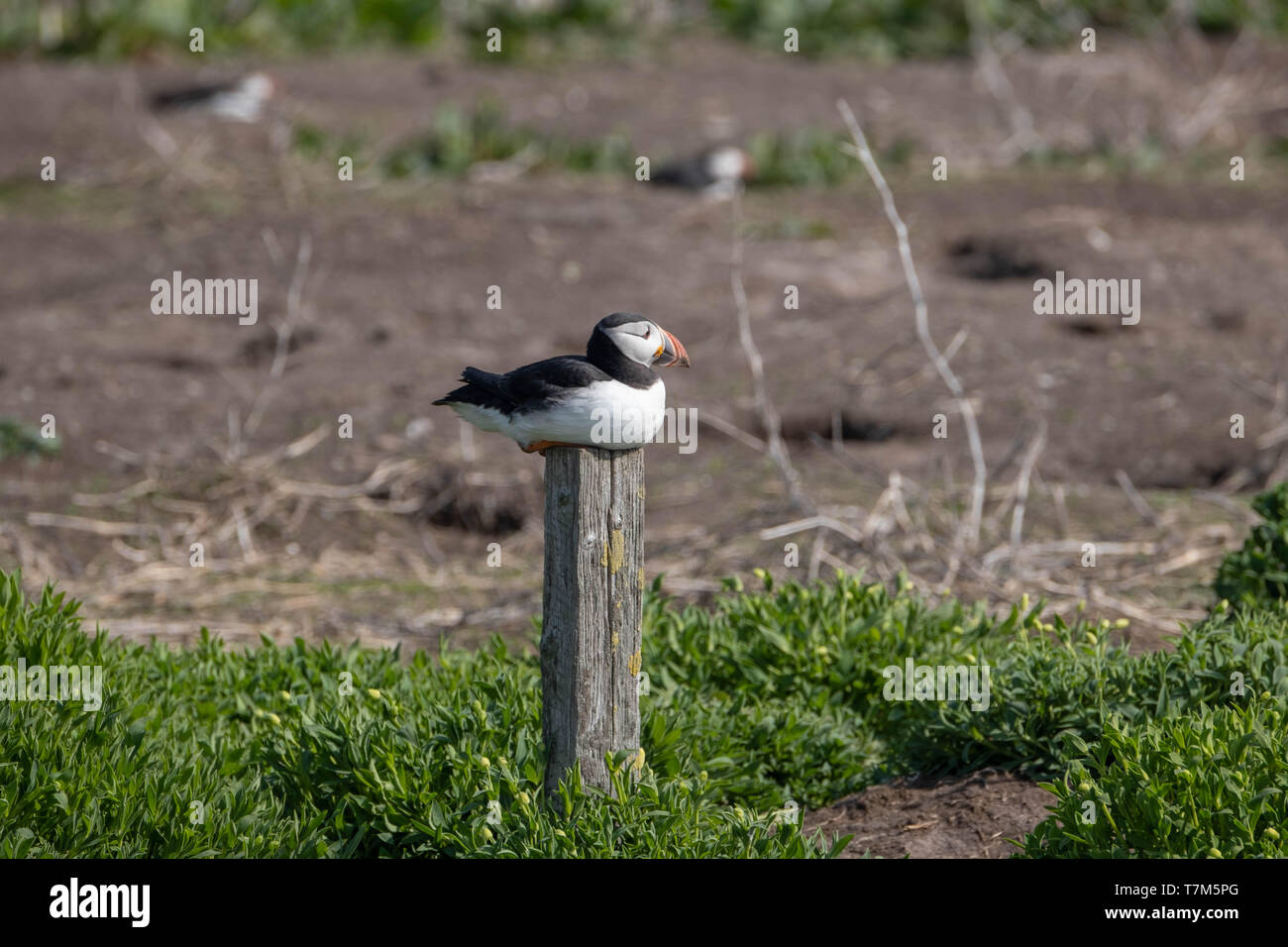 Puffin on a post Stock Photo - Alamy