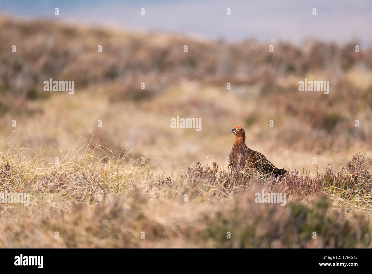 Male red grouse on moorland hi-res stock photography and images - Alamy