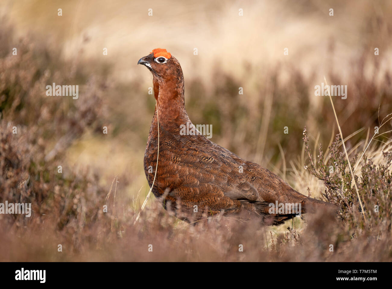 Male red grouse on moorland hi-res stock photography and images - Alamy