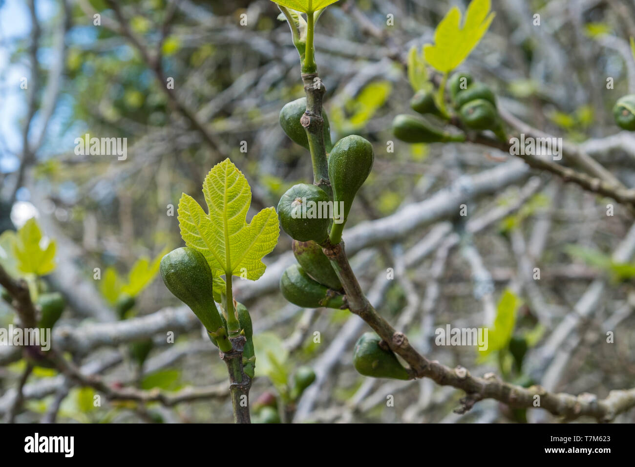 Young unripe figs growing on ficus carica or common figs tree which is ...