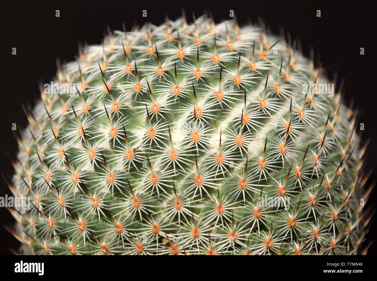 Lobivia famatimensis globular Cactus macro, against a black background ...
