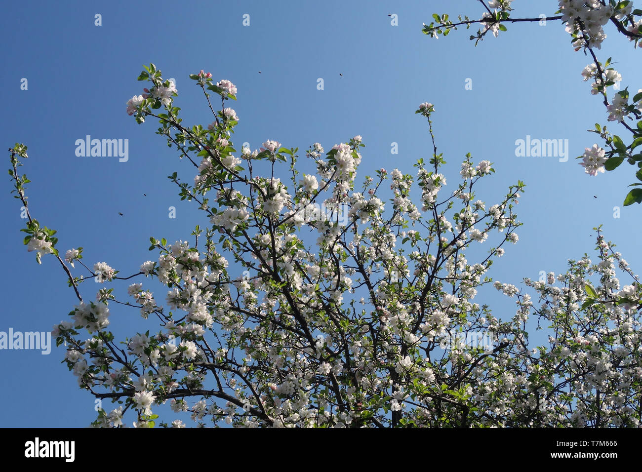 Impressive spring painting when fruit trees flourished under the blue ...