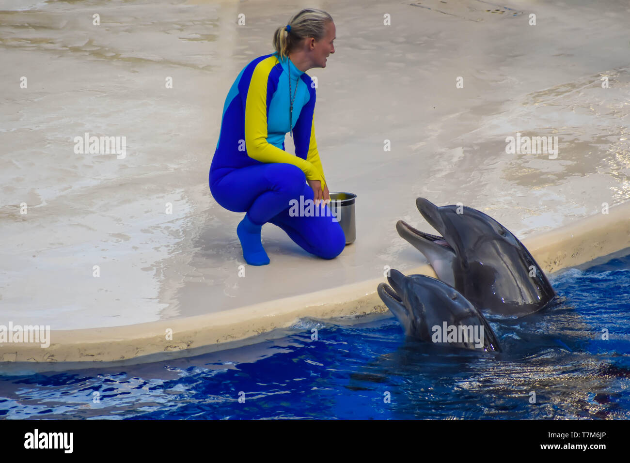 Orlando, Florida. December 25, 2018 . Dolphins waiting for the trainer ...
