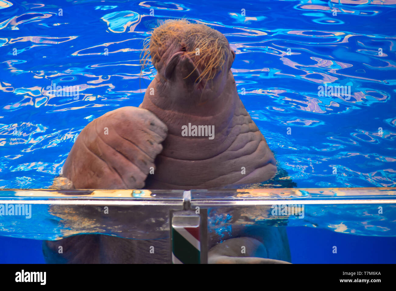 Walrus flipper hi-res stock photography and images - Alamy
