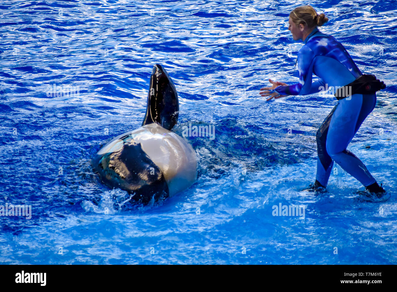 Orlando, Florida, January 01, 2019 . Woman trainer guiding an orca to ...