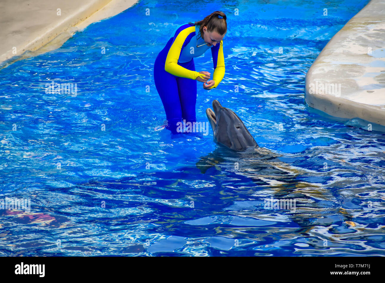 Orlando, Florida. December 25, 2018 . Coach training dolphin with ...