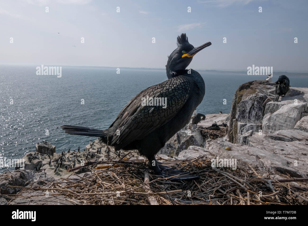 Shag On Nest High Resolution Stock Photography and Images - Alamy