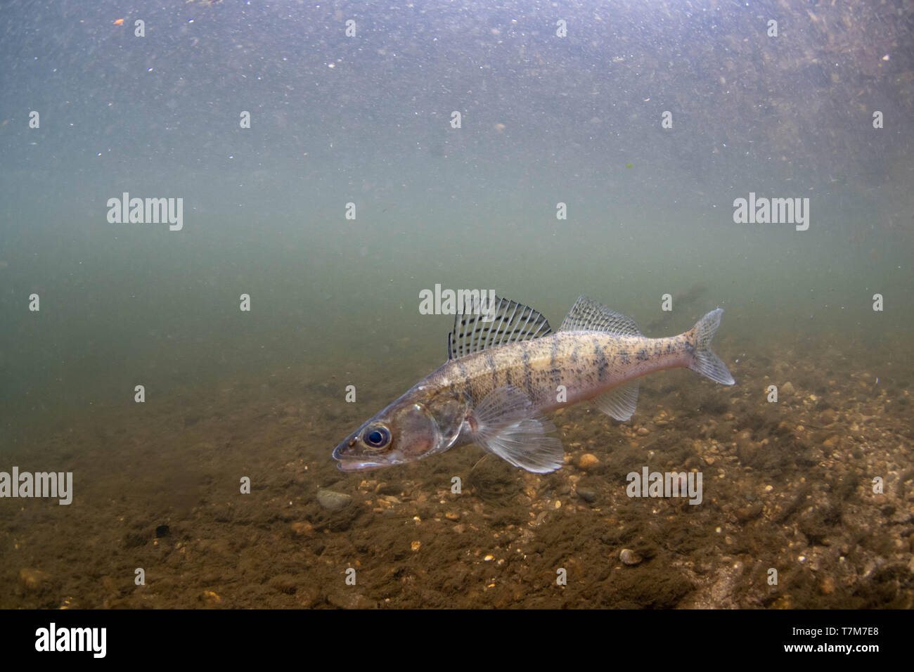 Zander swimming in the River Trent Stock Photo - Alamy