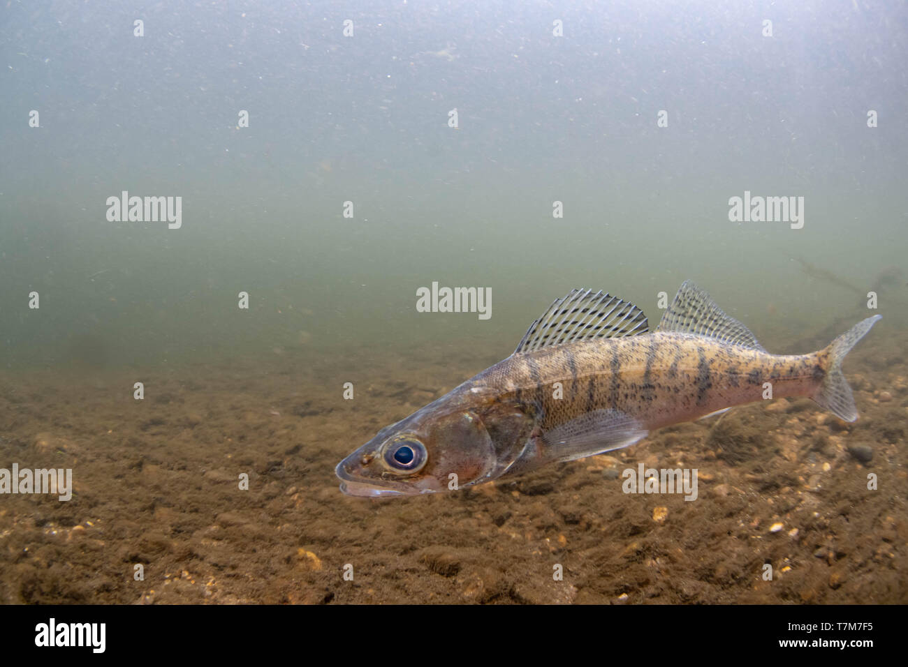 Zander swimming in the River Trent Stock Photo - Alamy
