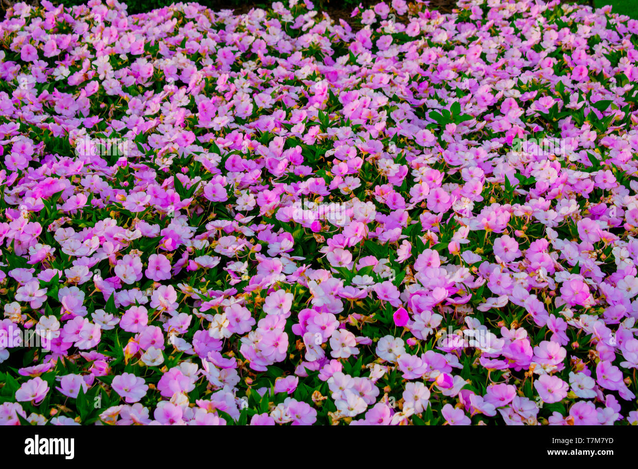 Periwinkle Disney World