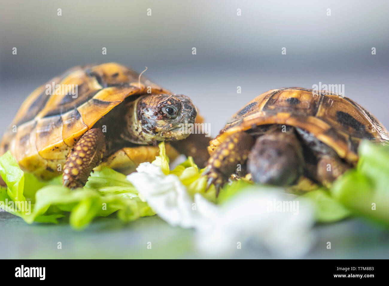 Hermann's tortoise - Testudo hermanni. Two turtles are feeding Stock ...
