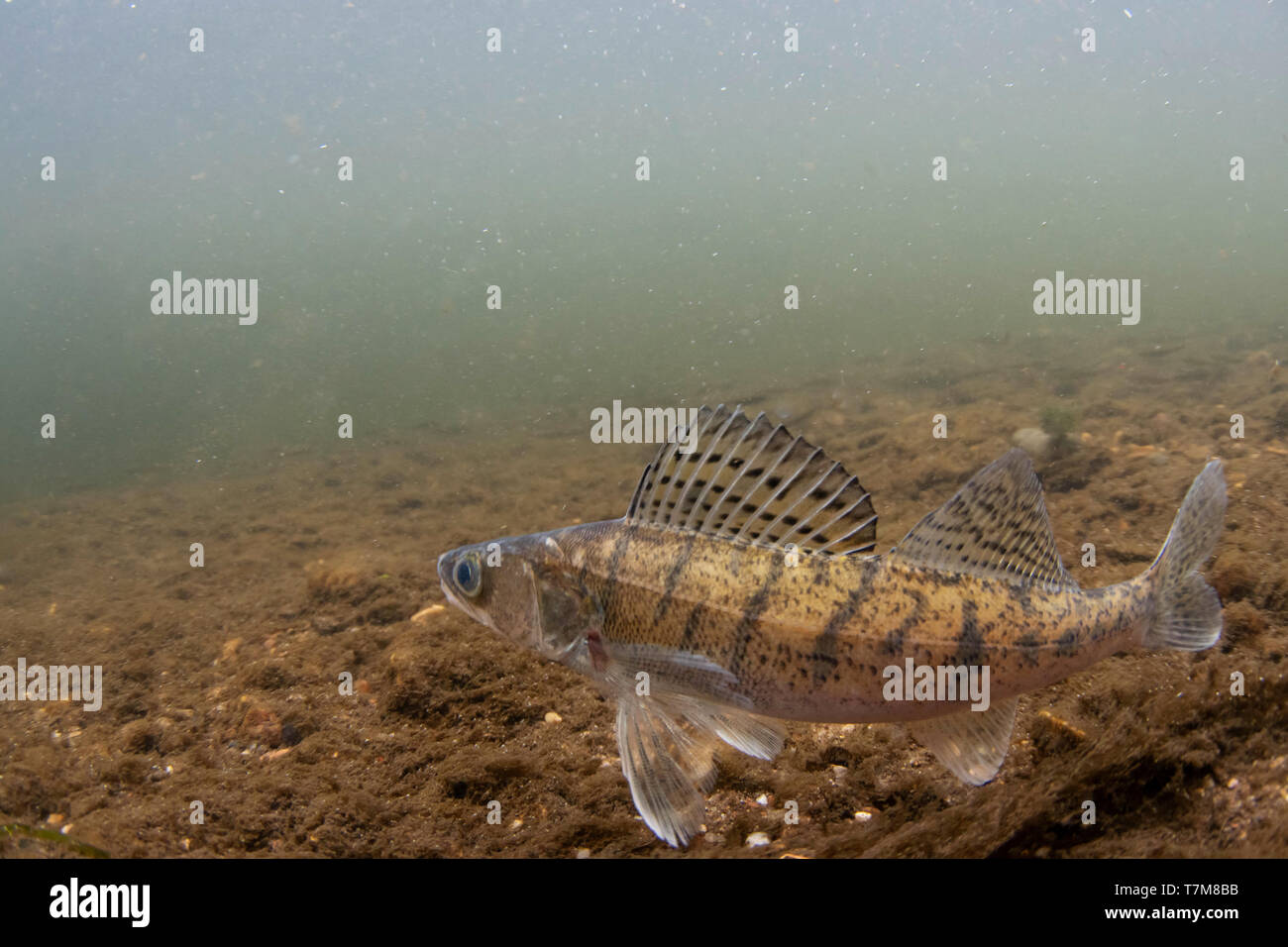Zander swimming in the River Trent Stock Photo - Alamy