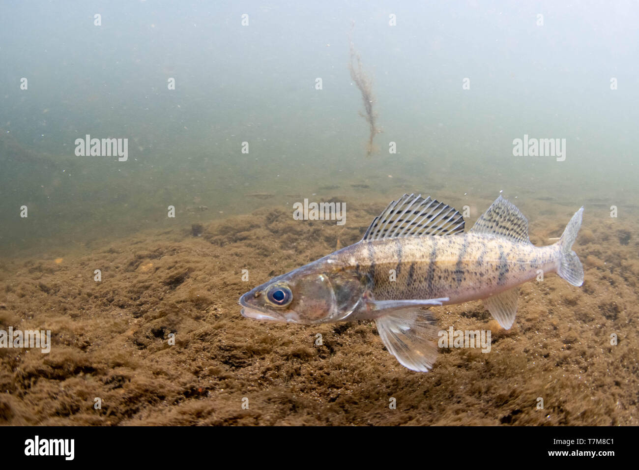 Zander swimming in the River Trent Stock Photo - Alamy