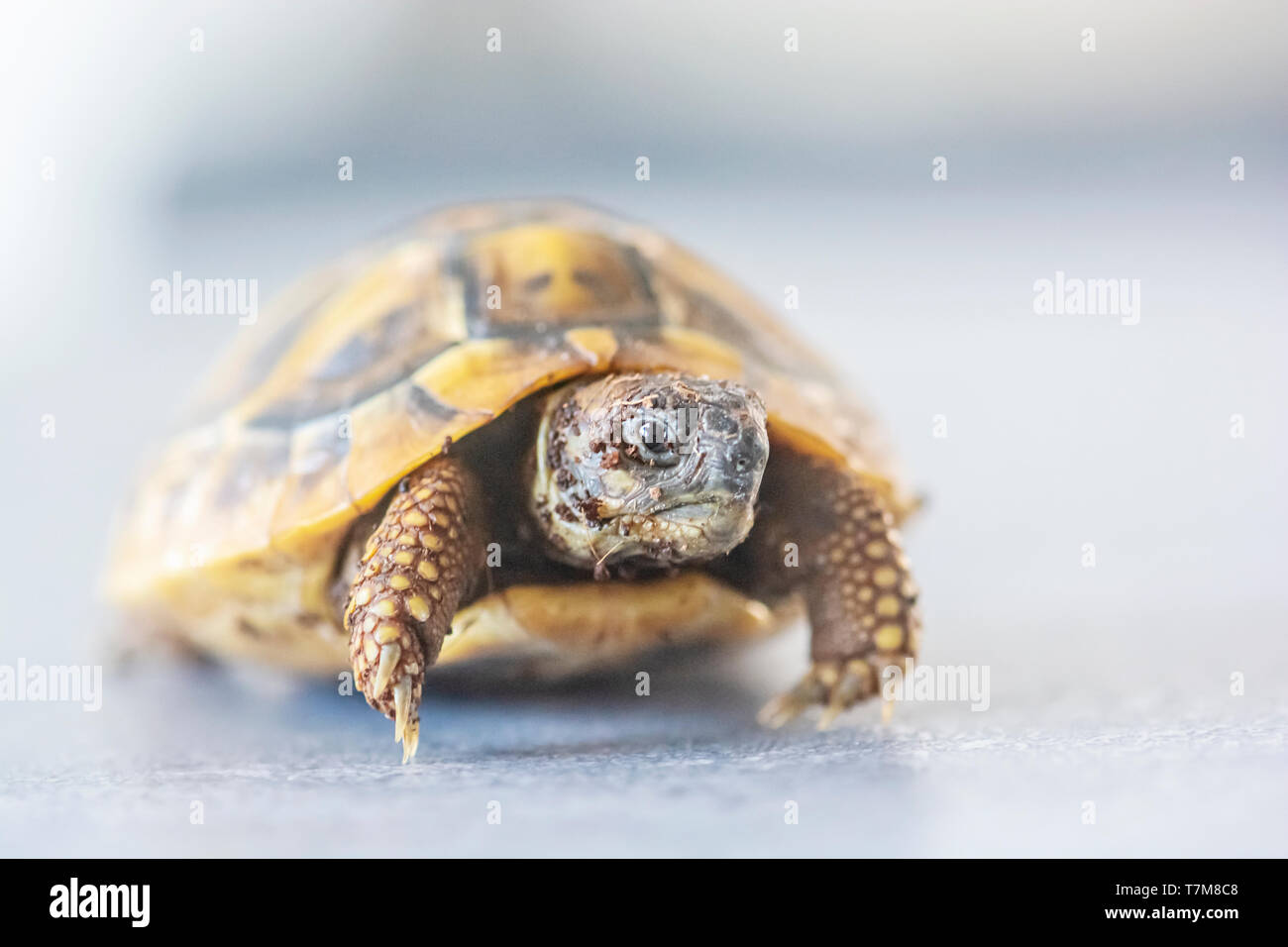 Hermann's tortoise - Testudo hermanni. Turtle is posing Stock Photo - Alamy