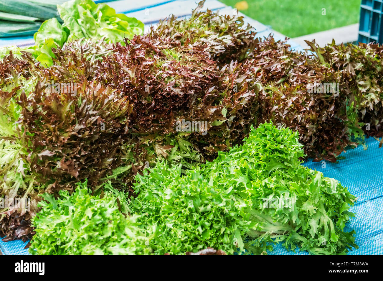 Different types of lettuce hi-res stock photography and images - Alamy