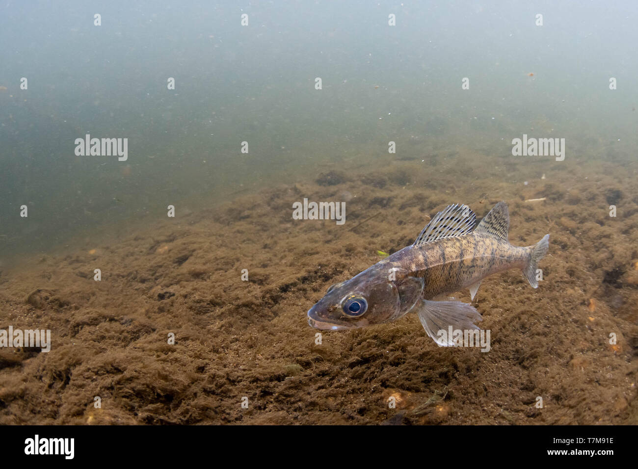 Zander swimming in the River Trent Stock Photo - Alamy