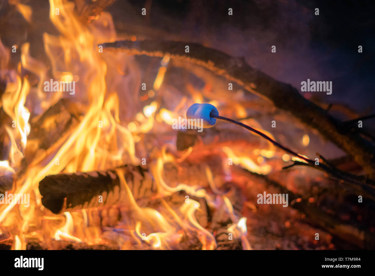 Toasting a marshmallow on a stick over a fire pit at night outdoors ...