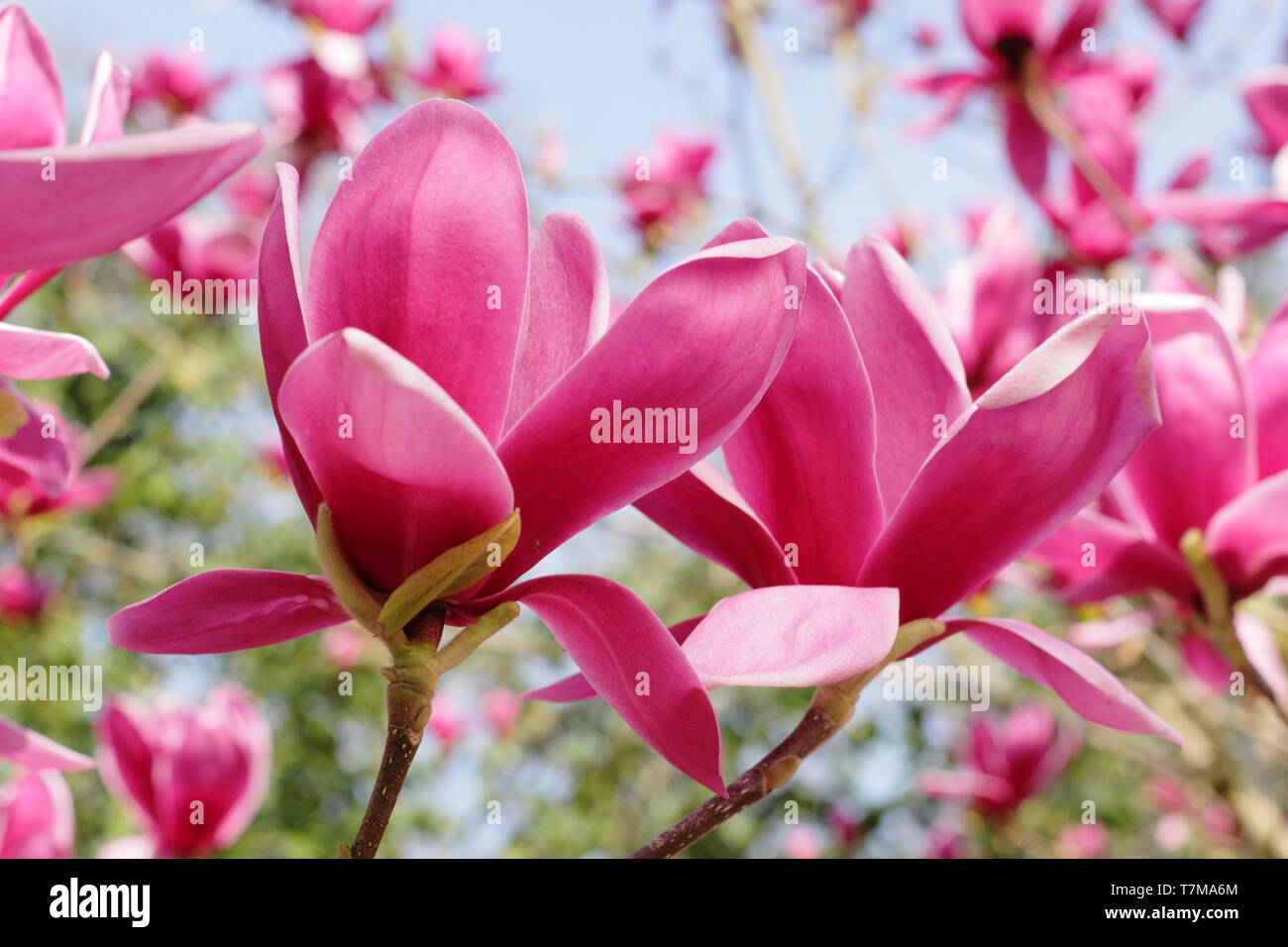 Shirazz hi-res stock photography and images - Alamy