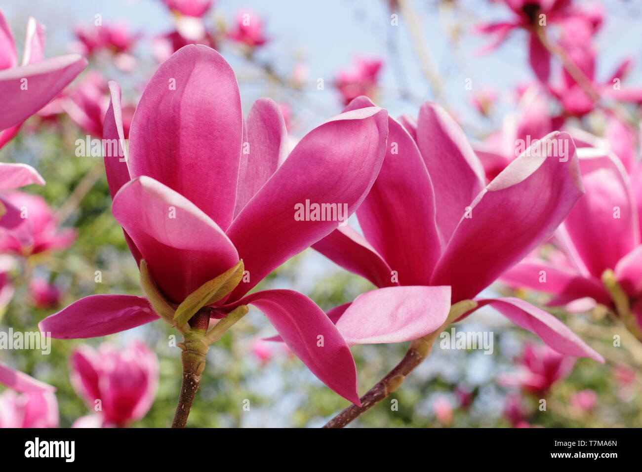 Magnolia 'Shirazz'. Rich burgundy red blossoms of Magnolia 'Shirazz ...