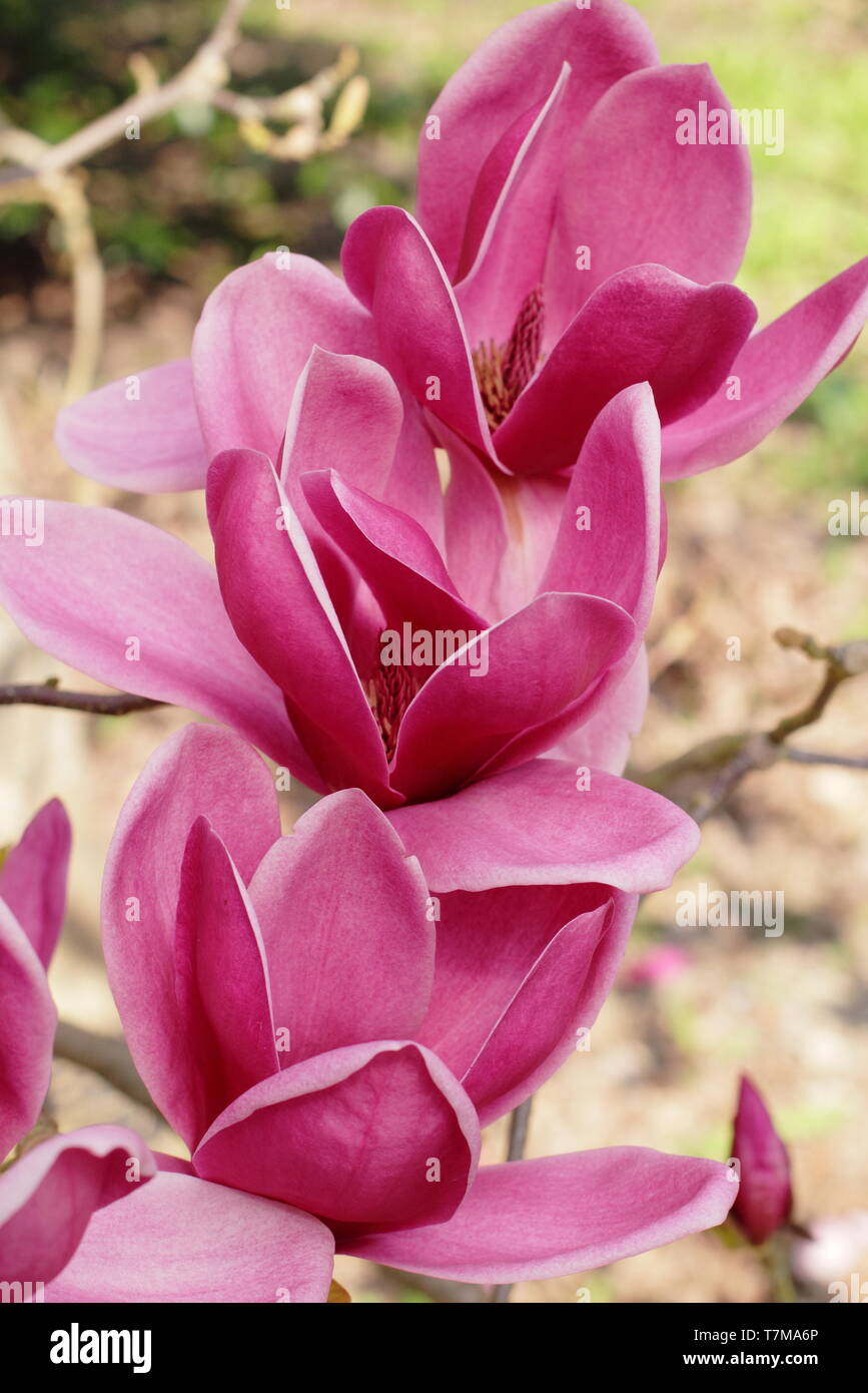 Shirazz hi-res stock photography and images - Alamy