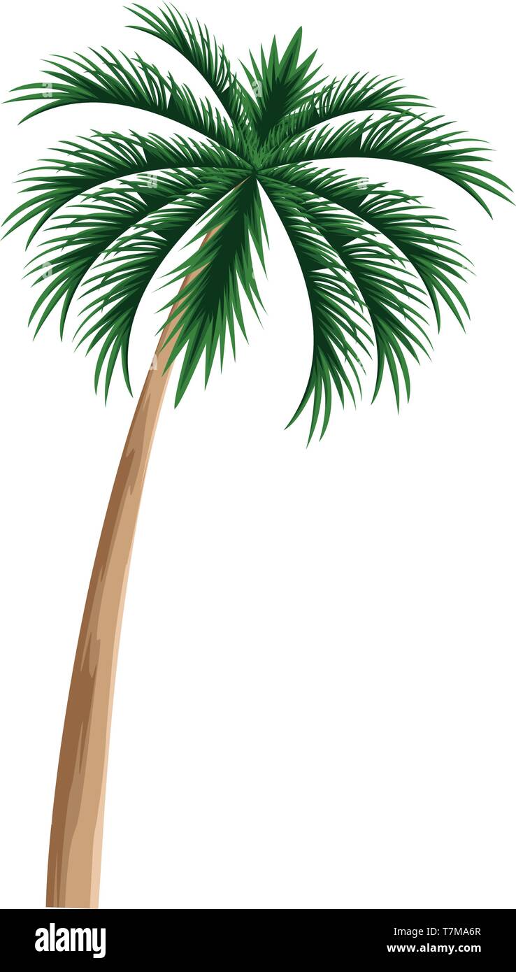 Tropical beach palm tree isolated Stock Vector Image & Art - Alamy