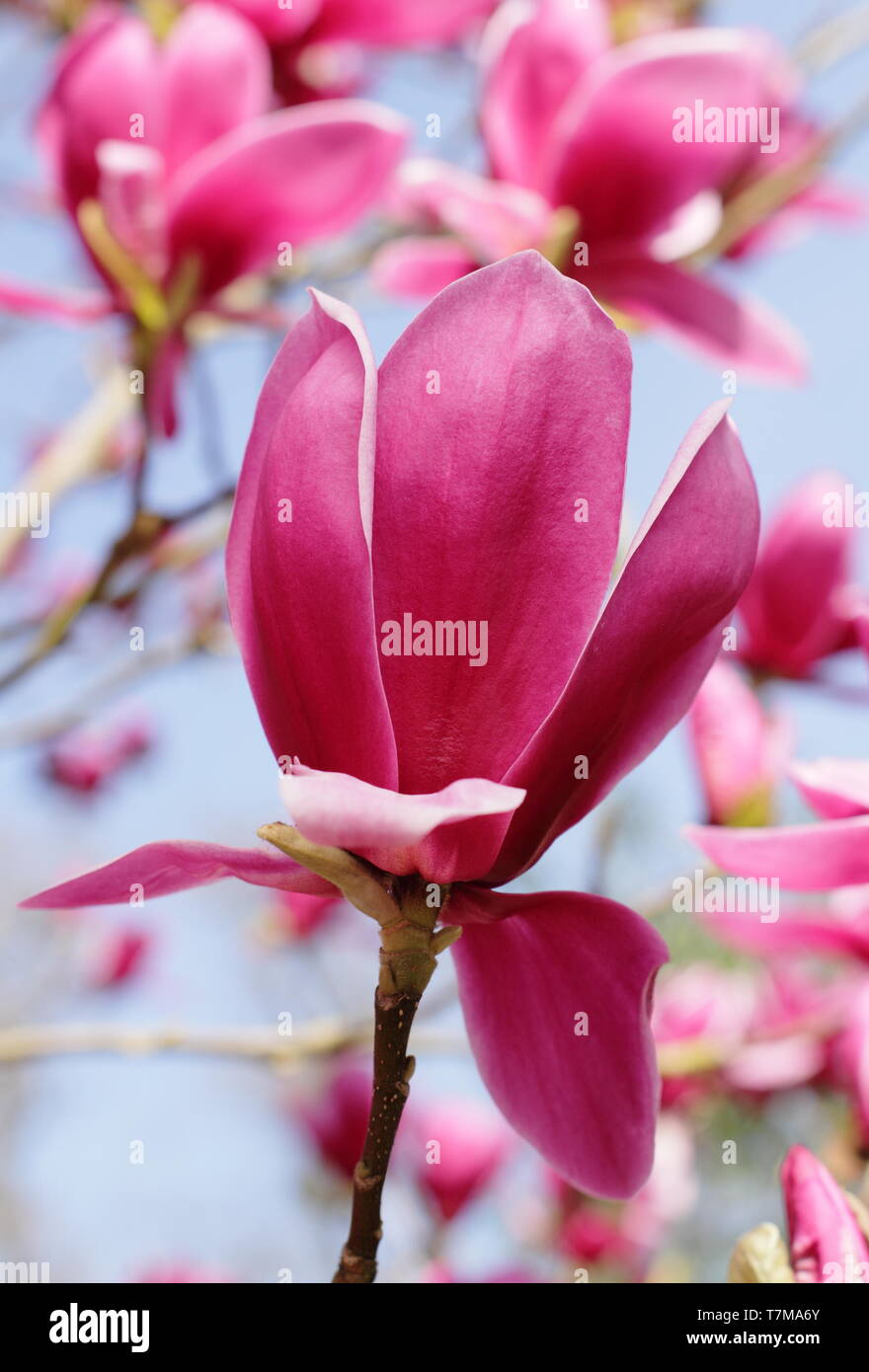 Magnolia burgundy High Resolution Stock Photography and Images - Alamy