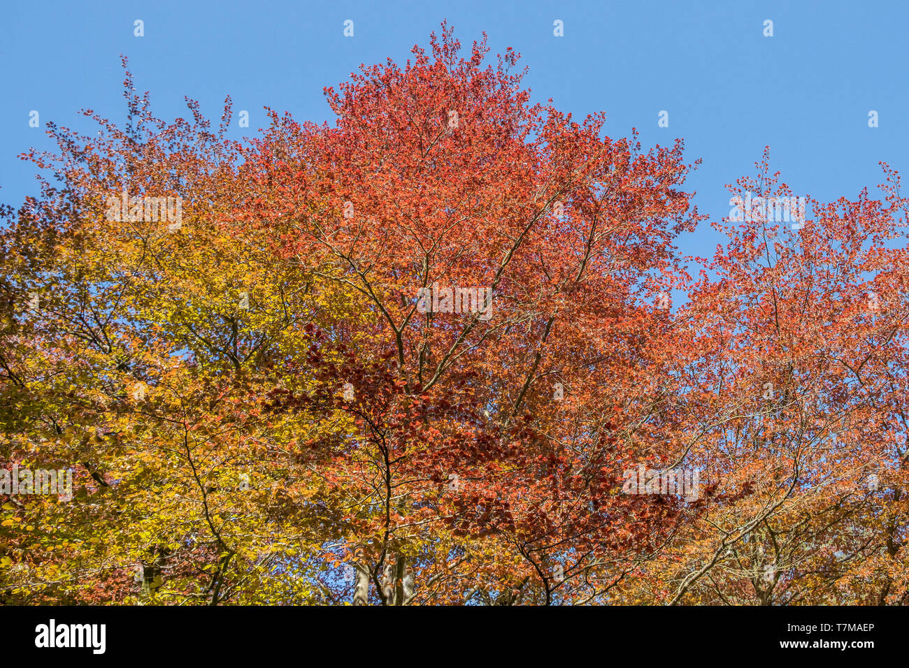 Fullerton Country Park near Troon at the start of summer as the trees ...