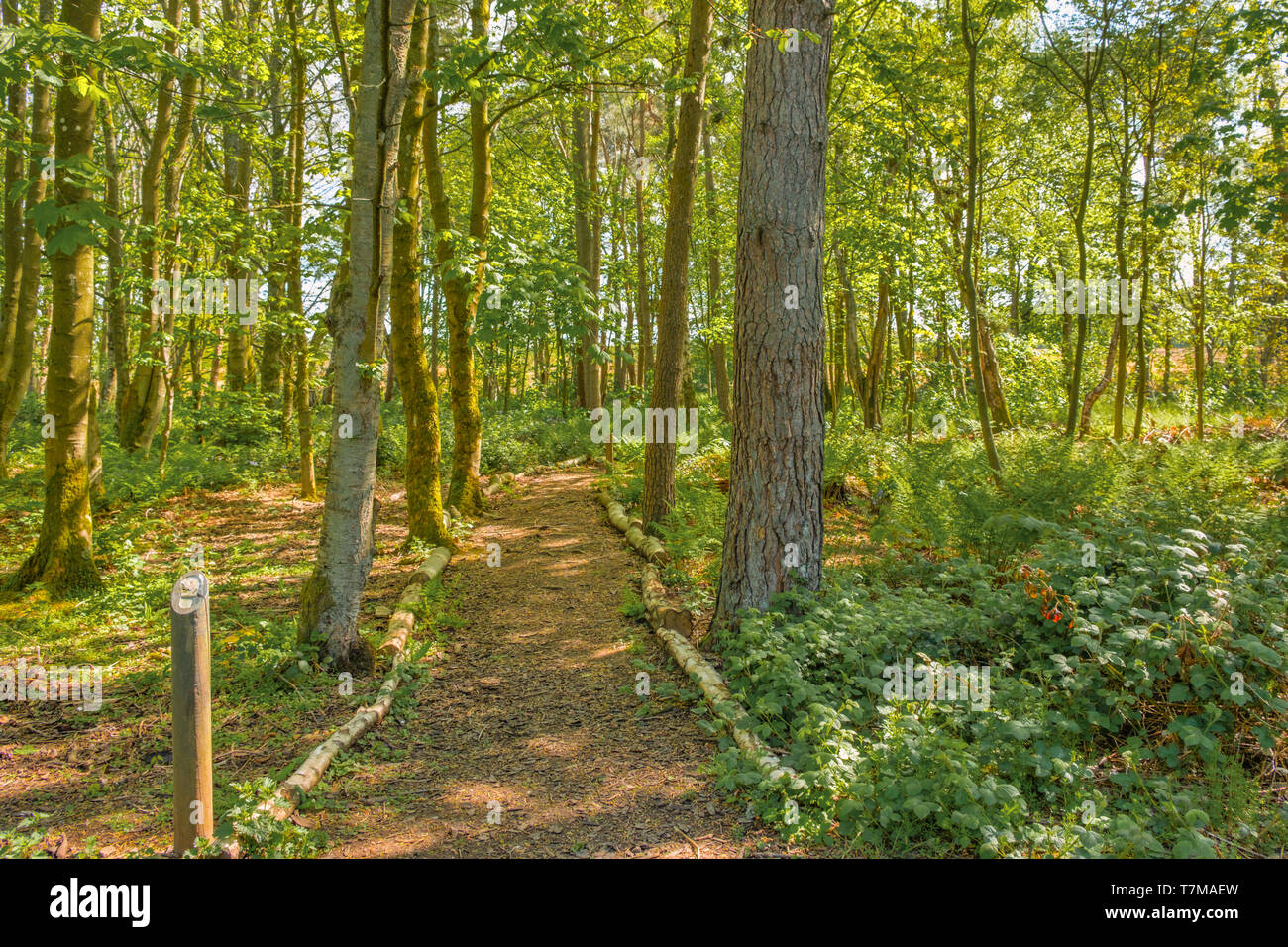 The fairy glen footpaths of Fullerton Park in Troon Scotland Stock ...