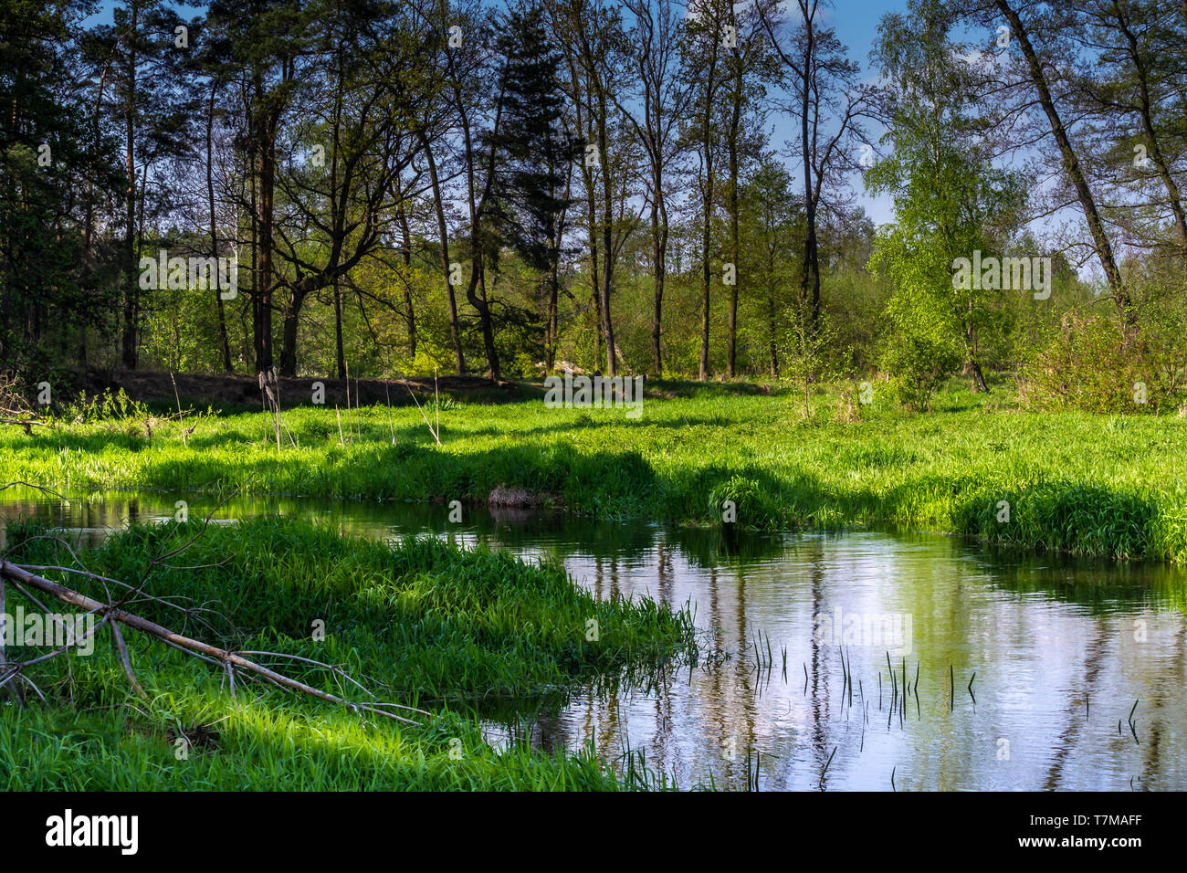 Mysterious River Grabia in spring day, Poland Stock Photo - Alamy