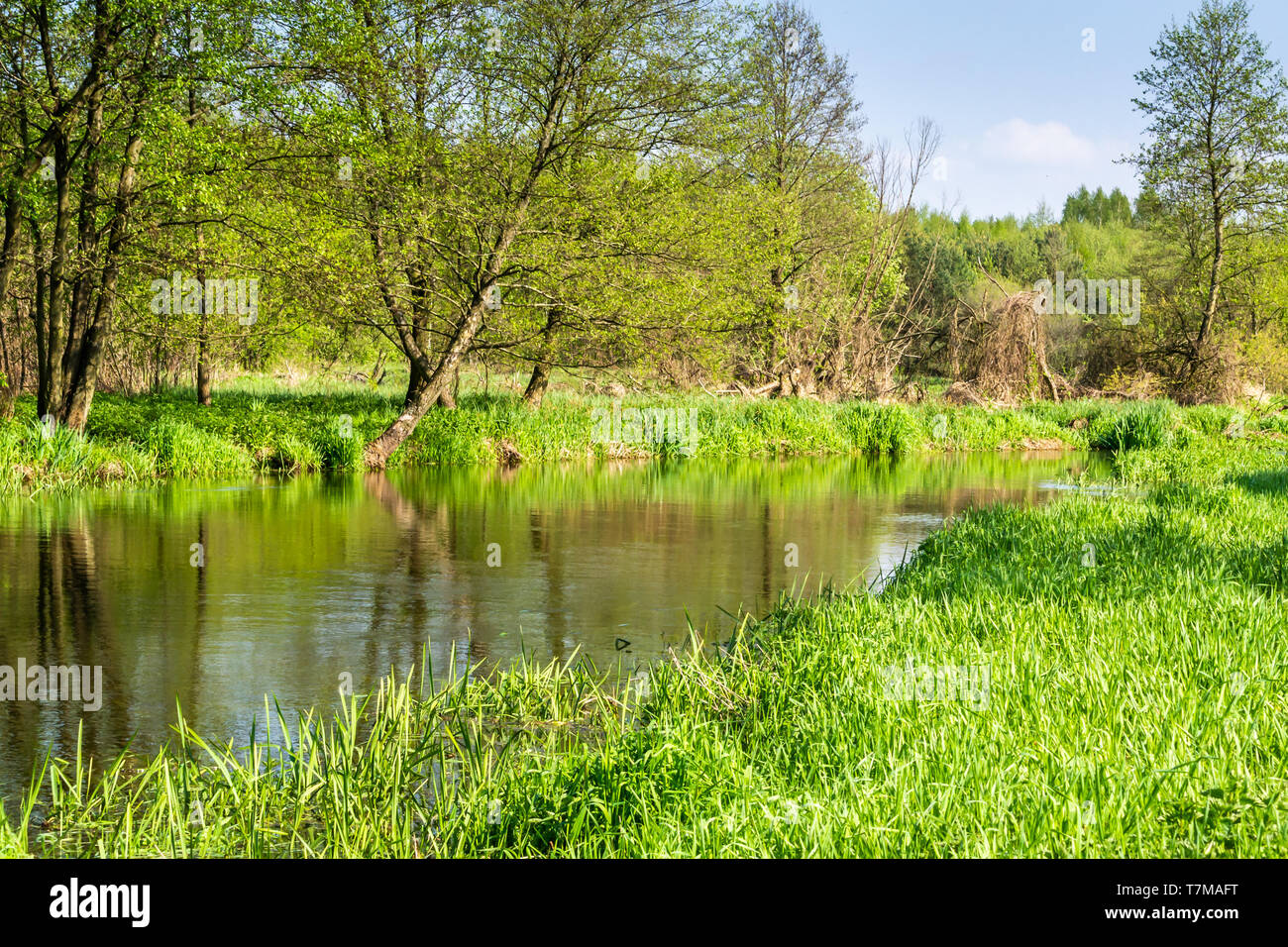 Mysterious River Grabia in spring day, Poland Stock Photo - Alamy