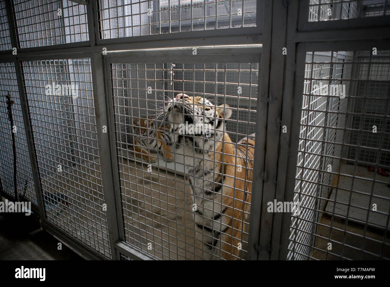 Tiger Inside Cage High Resolution Stock Photography and Images - Alamy