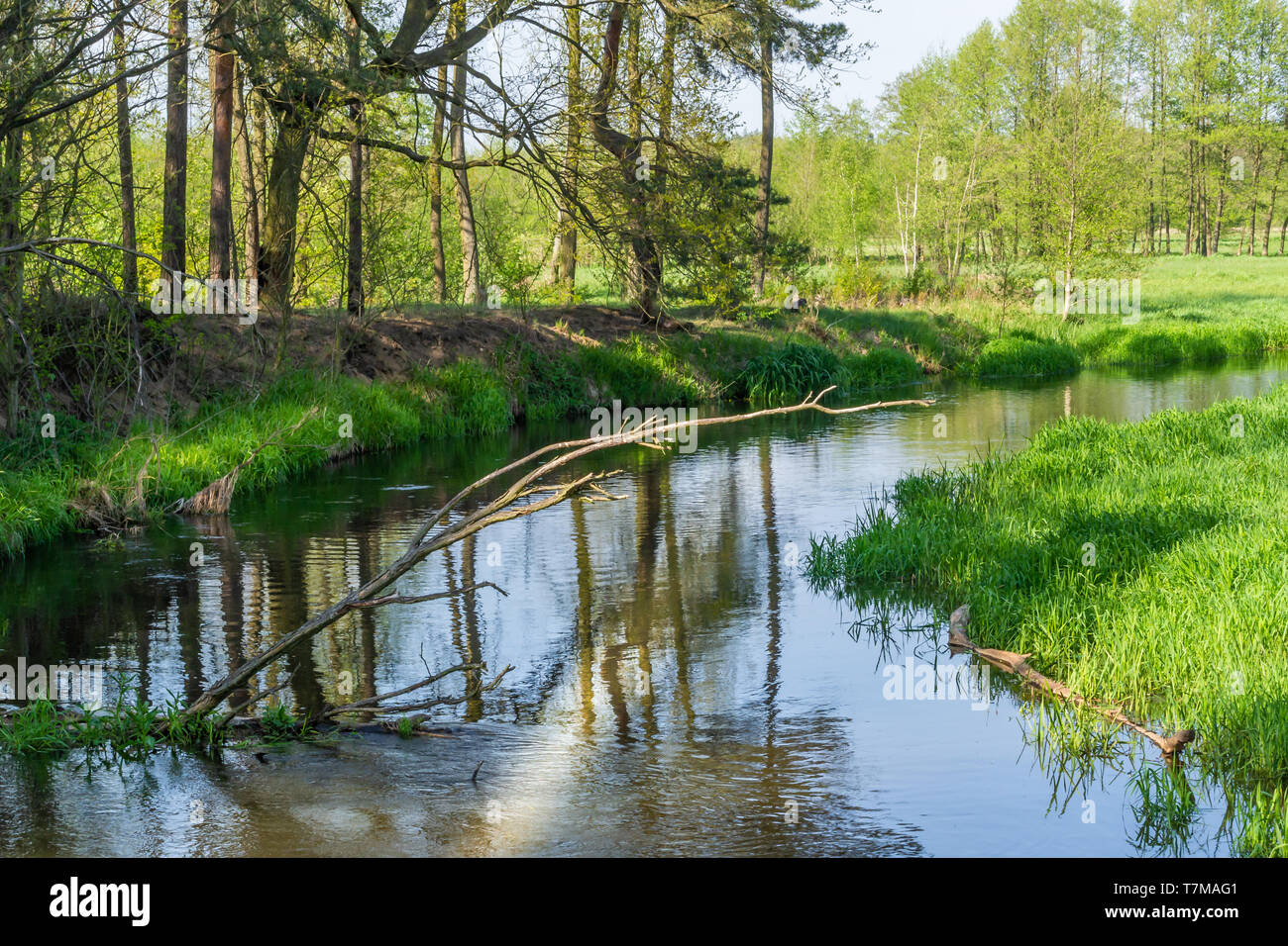 Mysterious River Grabia in spring day, Poland Stock Photo - Alamy