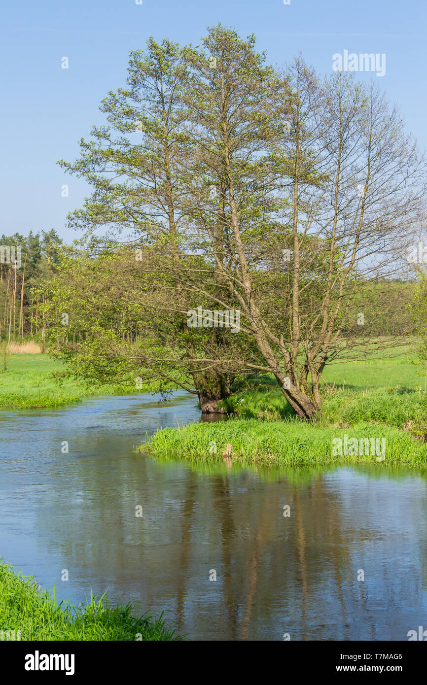 Mysterious River Grabia in spring day, Poland Stock Photo - Alamy