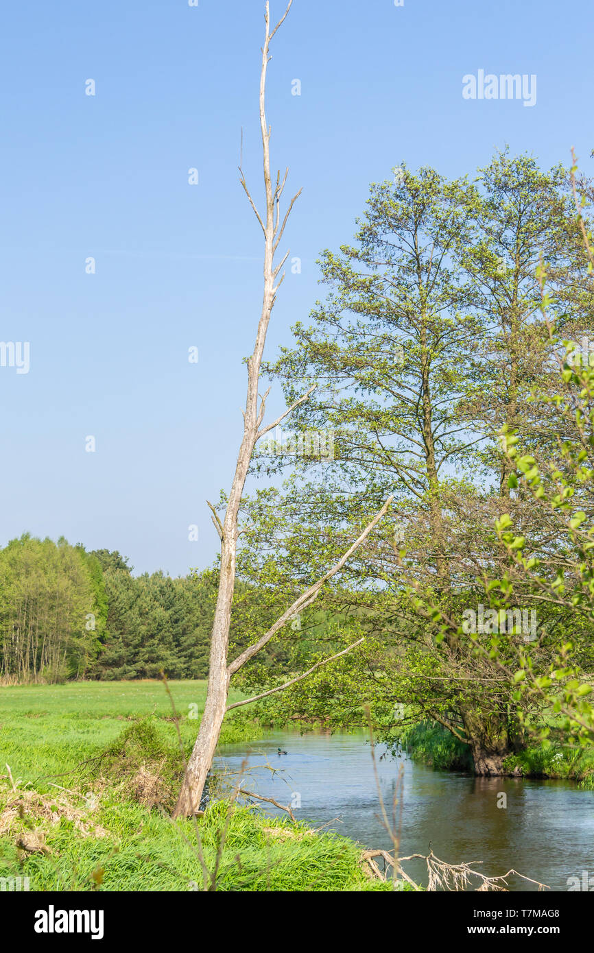 Mysterious River Grabia in spring day, Poland Stock Photo - Alamy