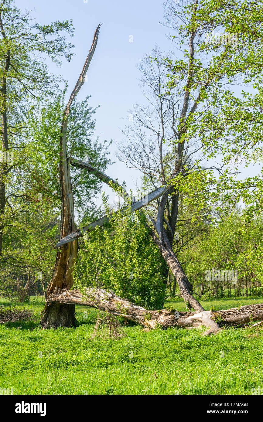 Mysterious River Grabia in spring day, Poland Stock Photo - Alamy
