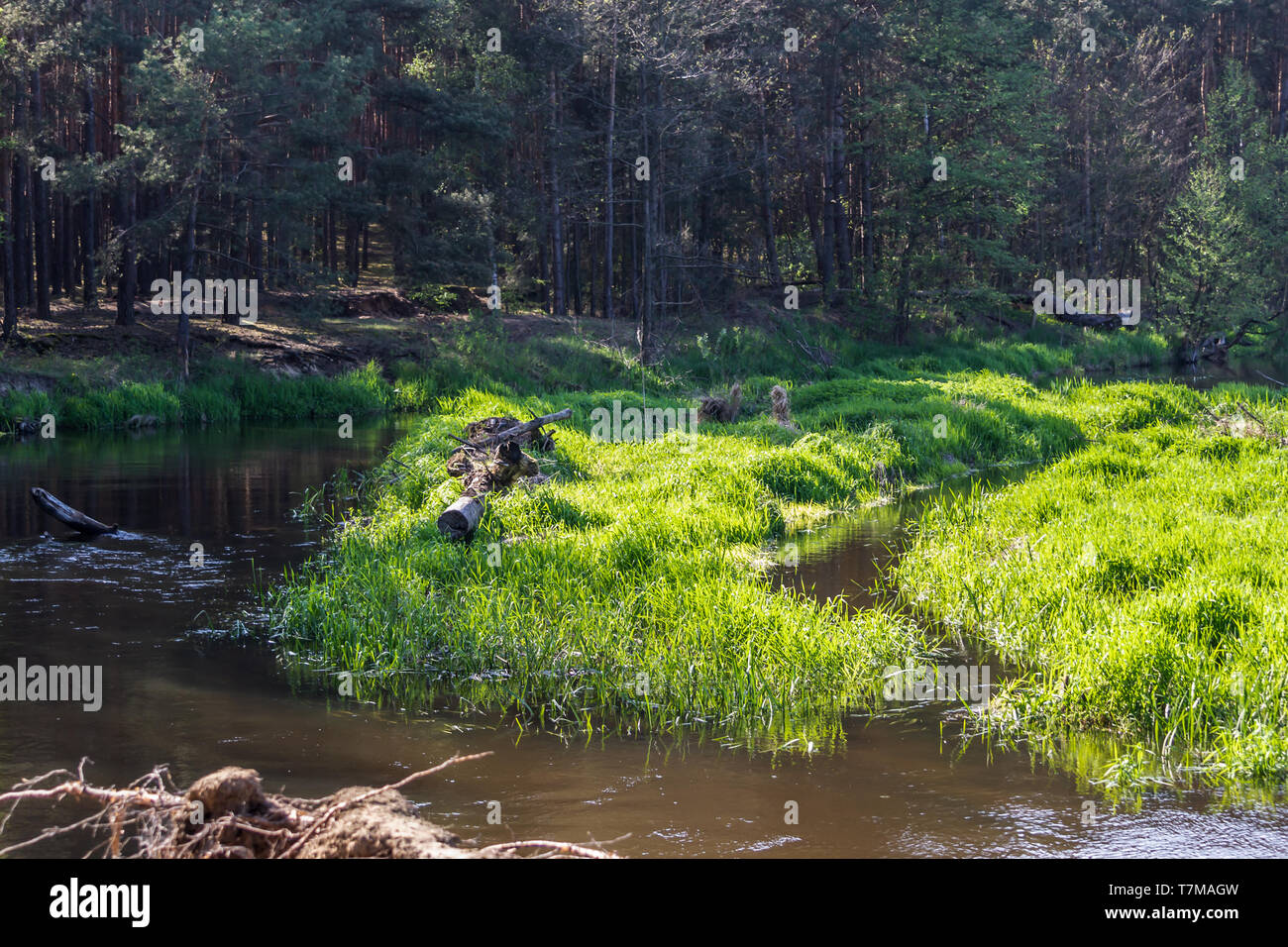 Mysterious River Grabia in spring day, Poland Stock Photo - Alamy