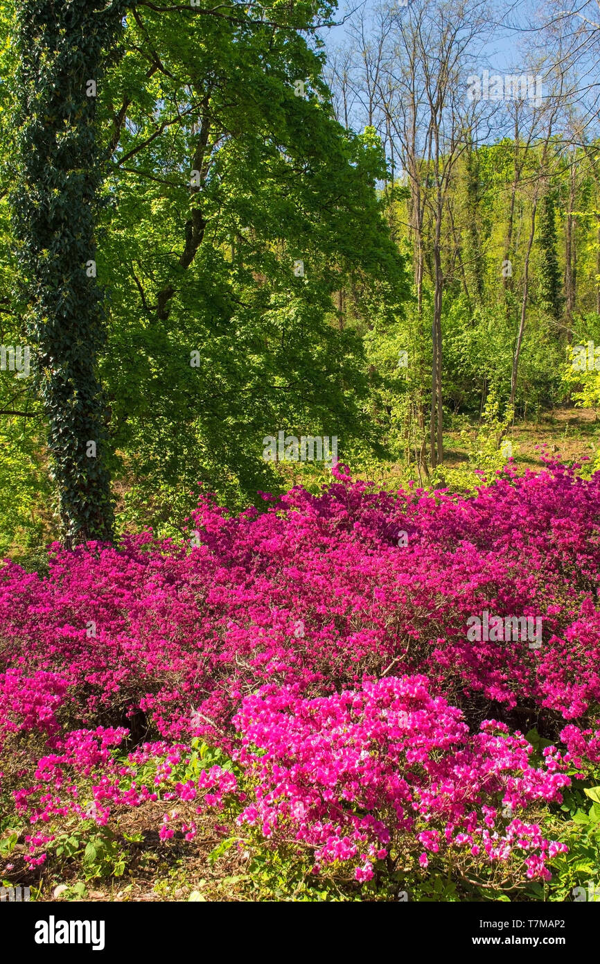 A group of pink azalea bushes growing in partial shade in north east ...