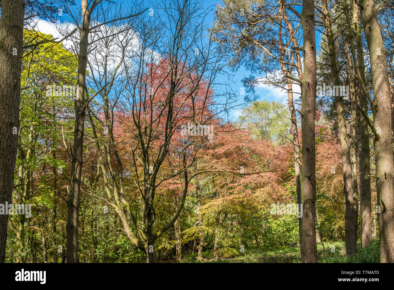 Fullerton woods hi-res stock photography and images - Alamy